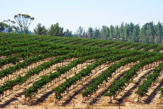 MATCHING THE VARIETY TO THE REGION - Adam S. Montefiore